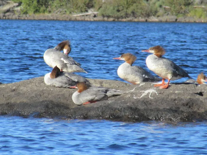 Discover BWCA Campsite #901: Your Wilderness Camping Getaway Near You