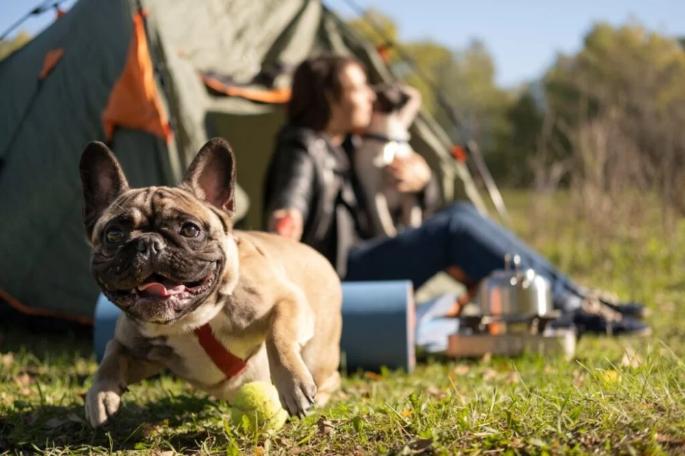 Essential Food and Nutrition Tips for Camping with Pets: Keep Your Pets ...
